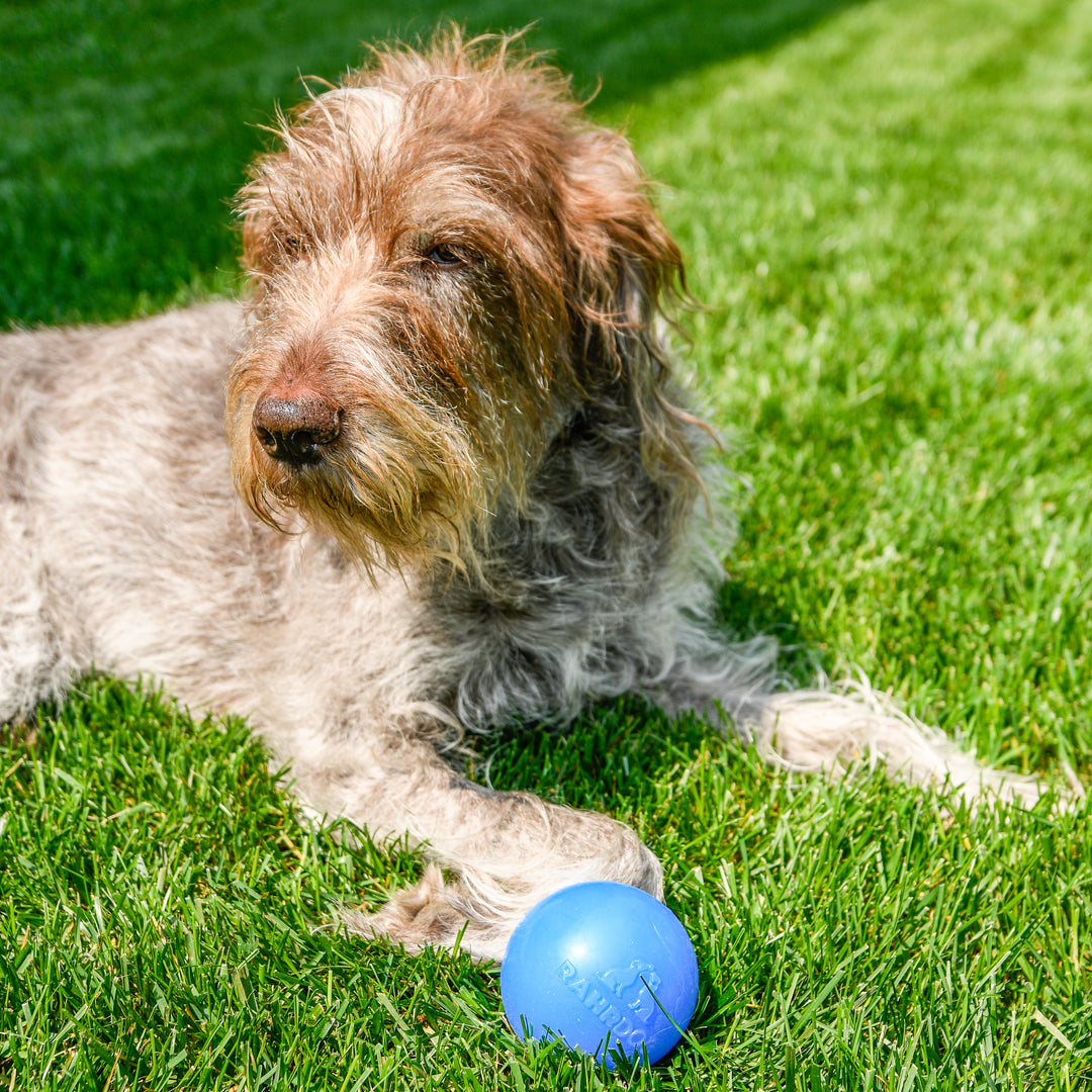ALL of us have $100s in chewed up "indestructible" toys... I may have ...