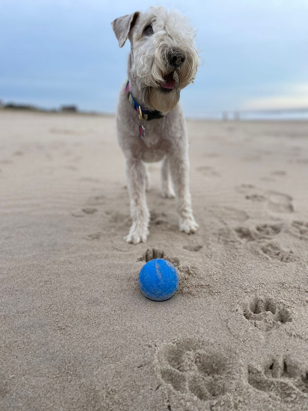 This is my dog's new favorite ball... it's perfect for fetch!